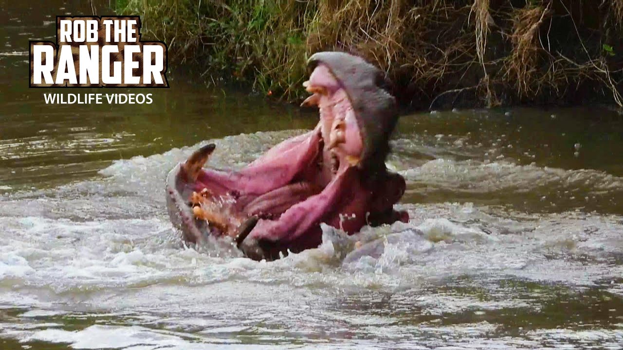 Hippos clash in intense Mara River dispute