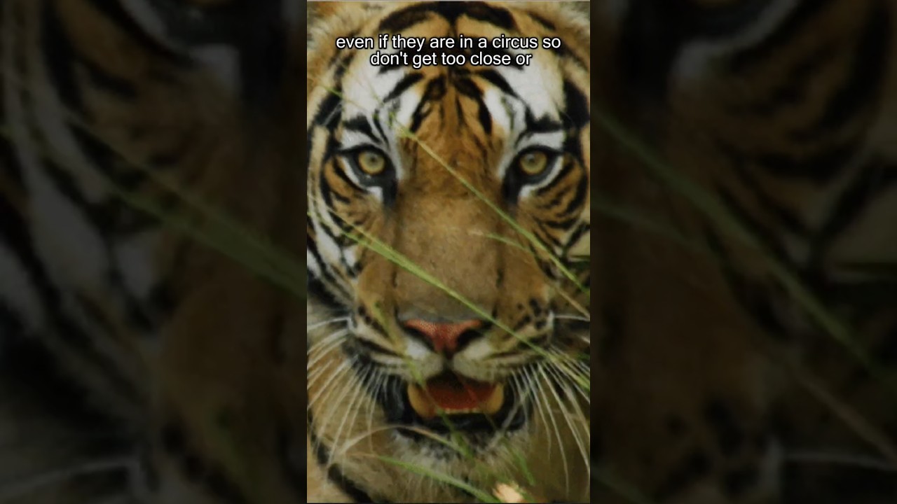 Circus tiger attacks performer: how you could avoid danger
