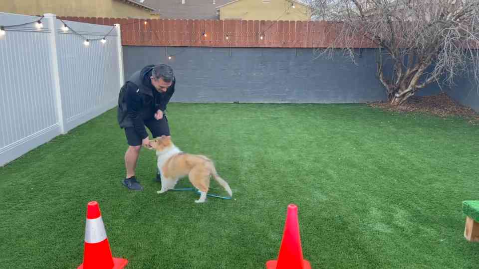 He's ignoring me isn't the real problem - here's why dogs don't respond