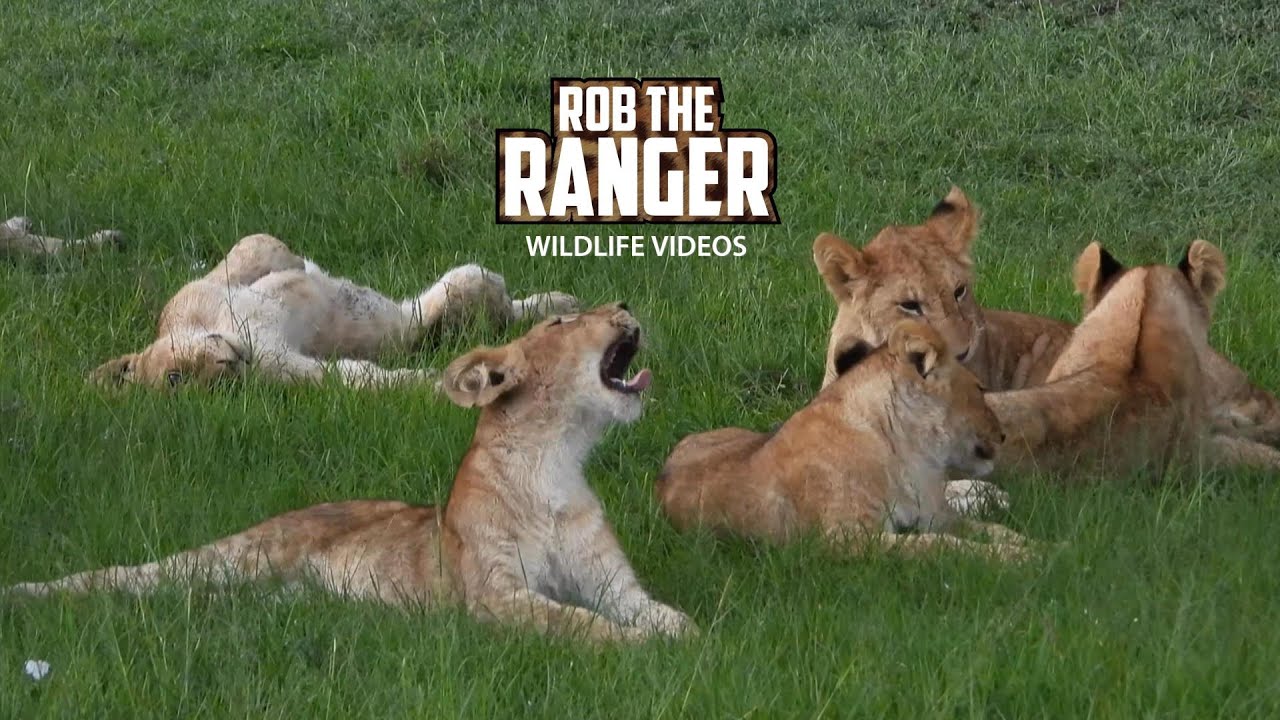 Lion pride plays with numerous cubs during stormy afternoon