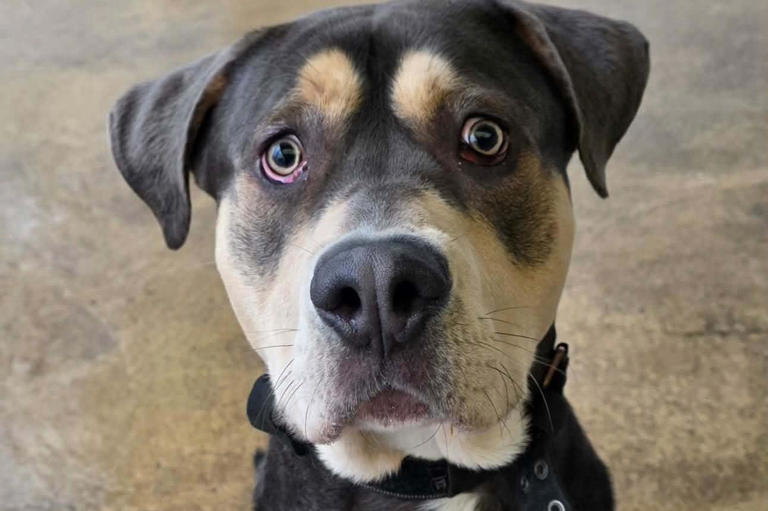 Take a look at six abandoned but adorable dogs looking for forever ...