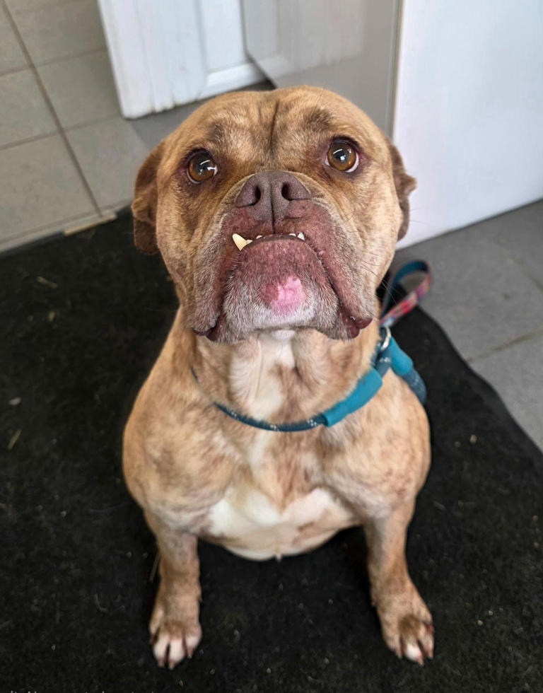 Take a look at six abandoned but adorable dogs looking for forever ...