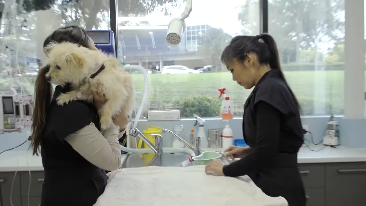 This is why older dogs get bladder stones and how to prevent a repeat