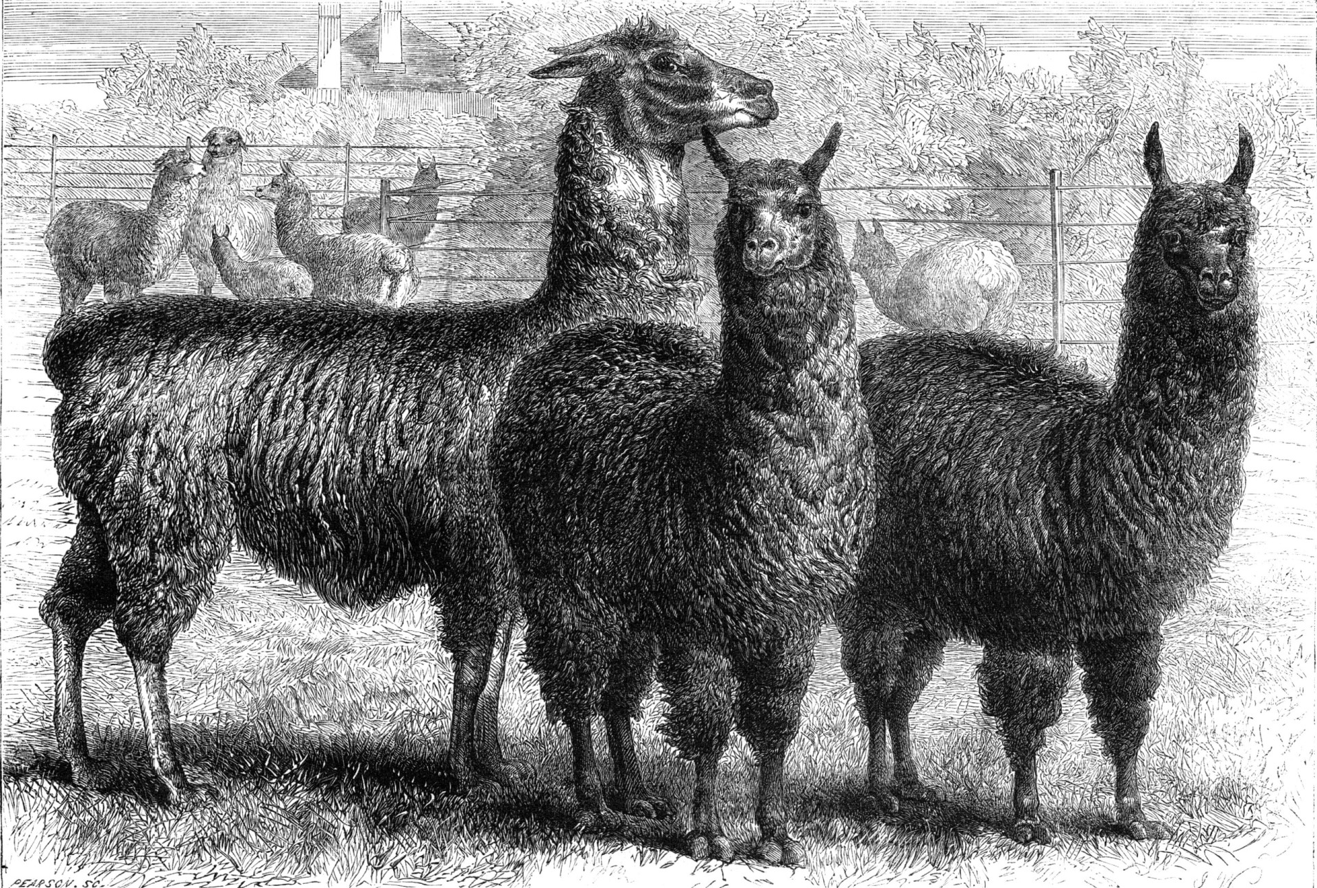 Why did Europeans colonize and not get colonized?