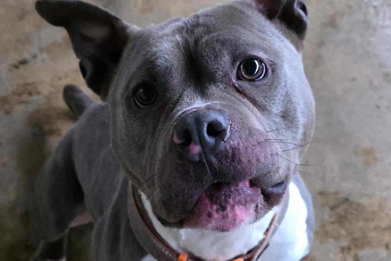 Take a look at six abandoned but adorable dogs looking for forever ...