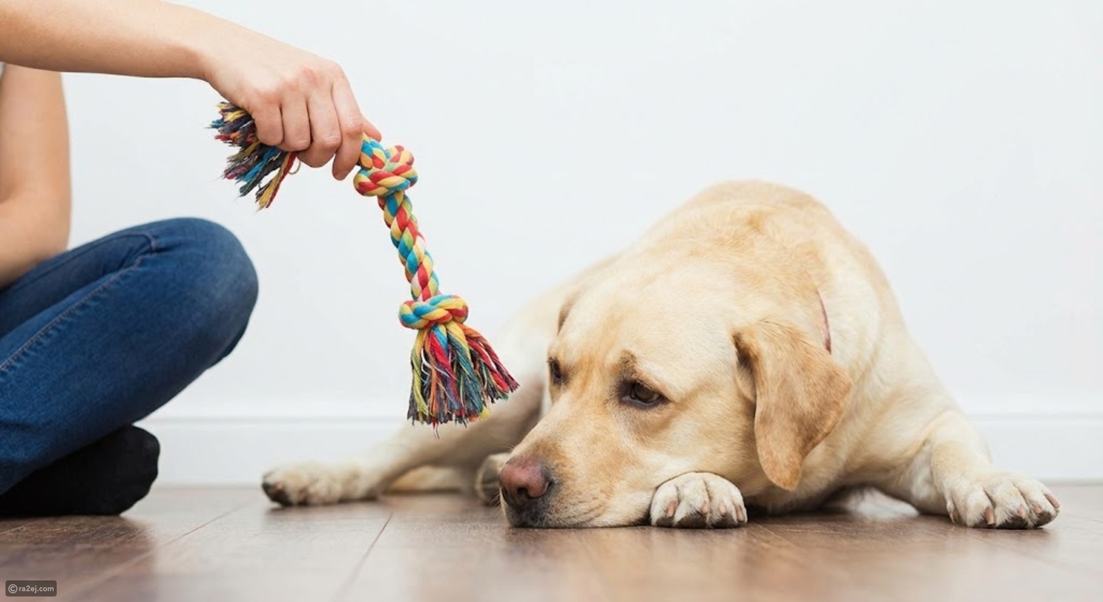 10 symptoms your dog might be miserable around you