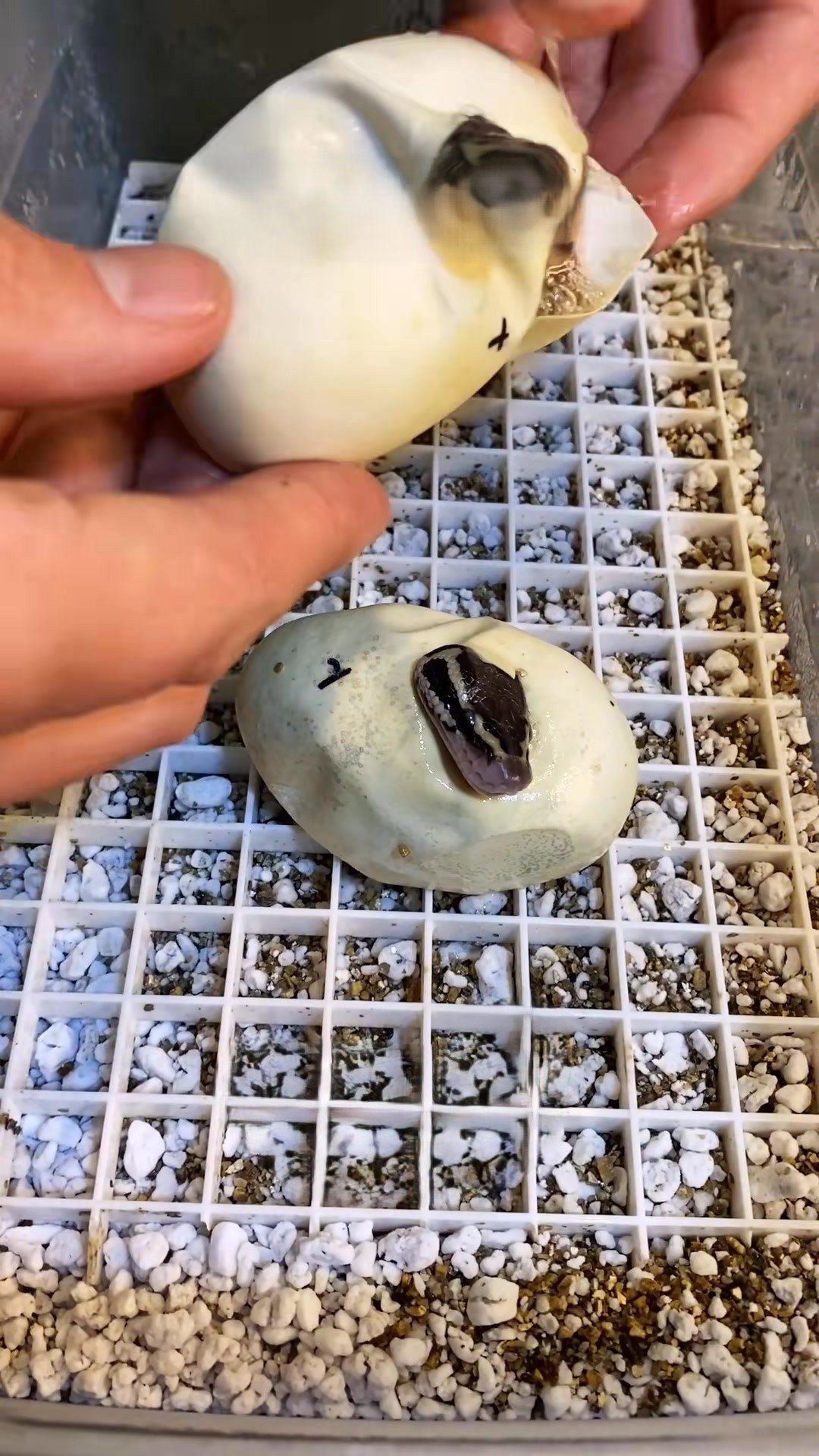 Two of the four are out!