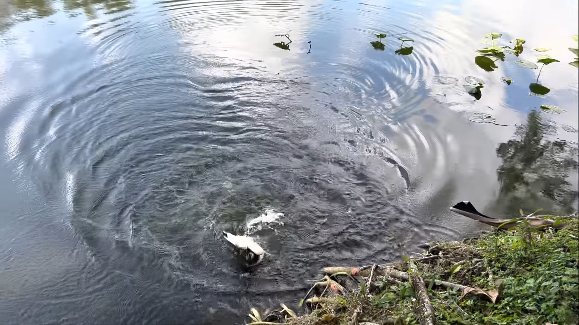 Trapping freshwater sharks for my aquarium!