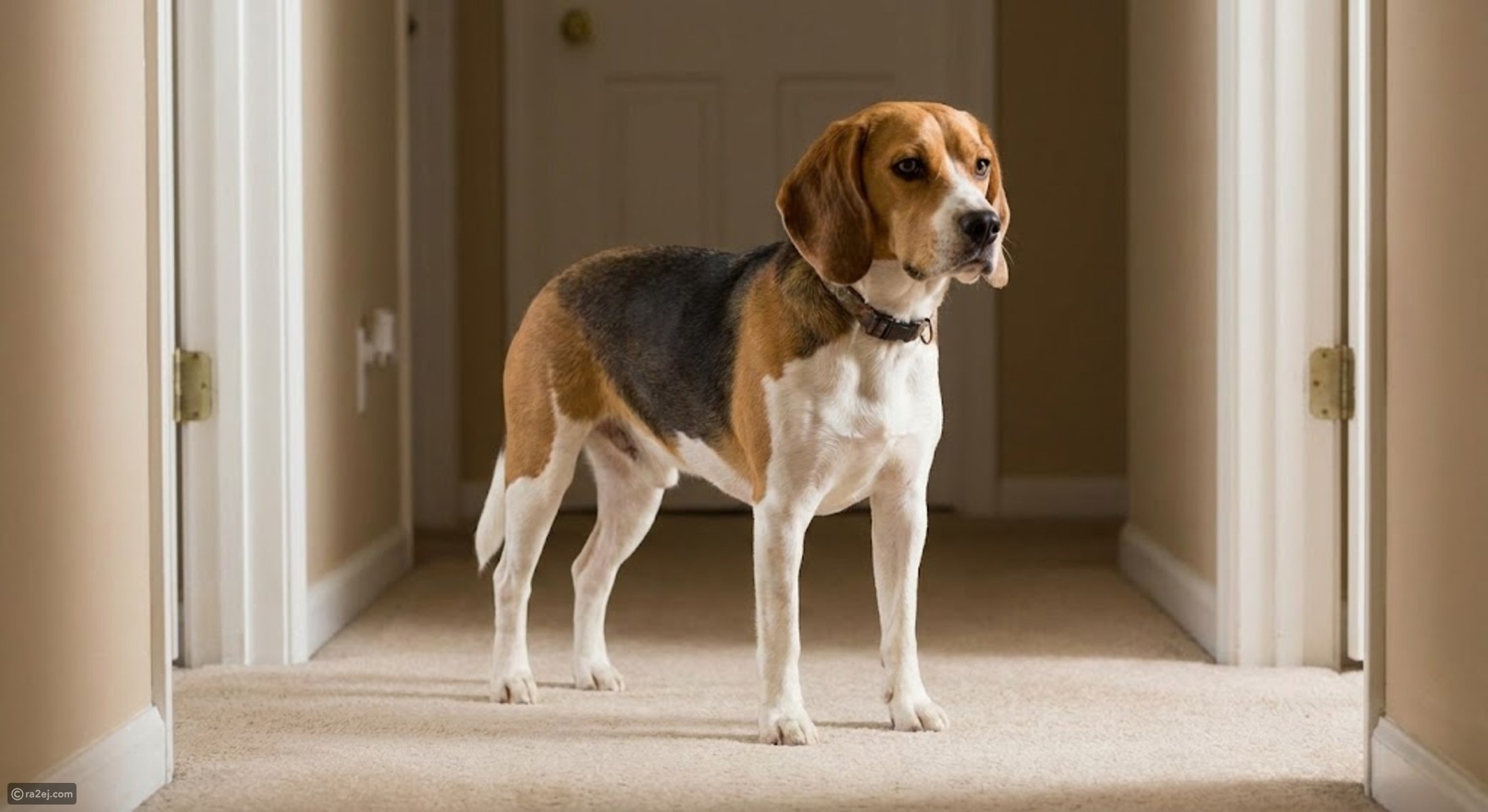 10 symptoms your dog might be miserable around you