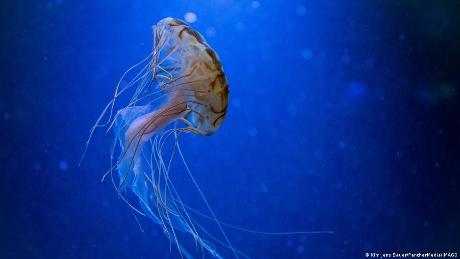 The hidden money behind deep-sea mining