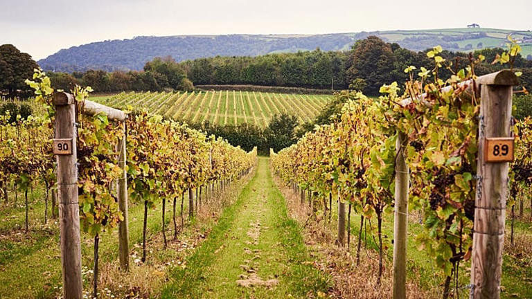 The rise of cold climate viticulture: Unexpected destinations wine ...