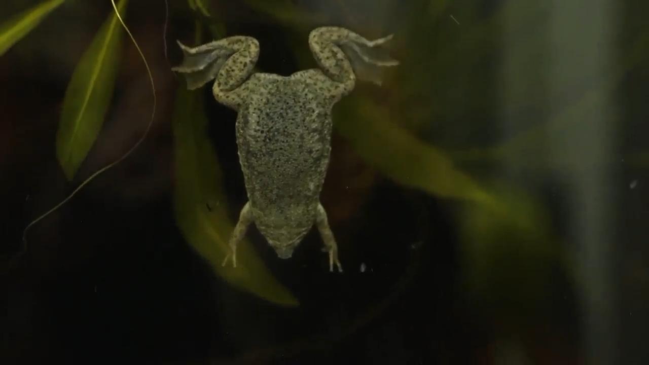 Unusual South American toad that carries eggs in its back breeds for first time at Chester Zoo