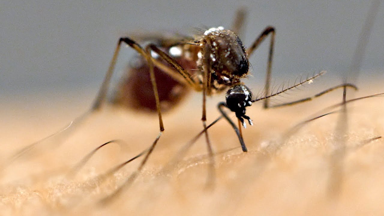Why mosquitoes bite some people more than others