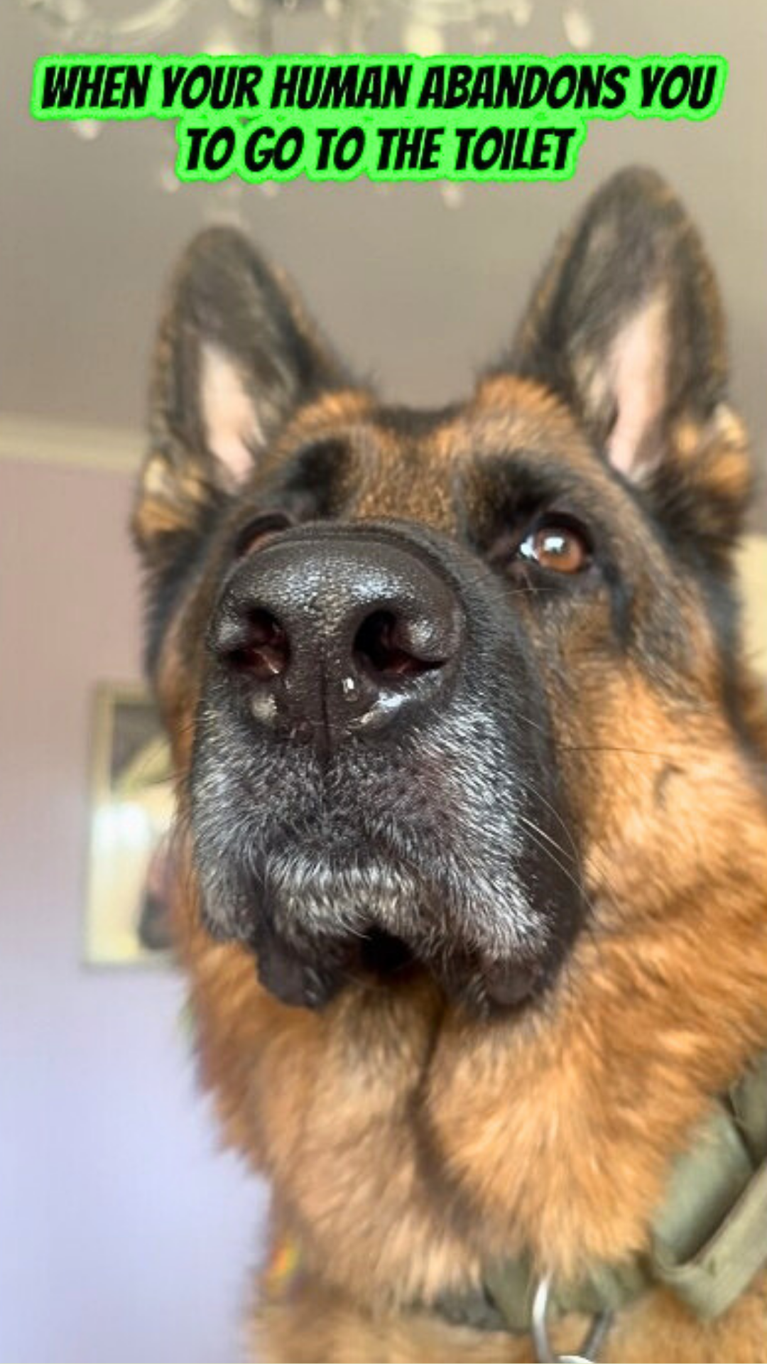 Shepherd dog's POV: When your human abandons you