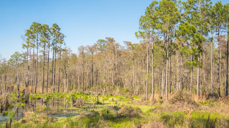 Florida's newest state park is a sandy Panhandle escape with quiet ...