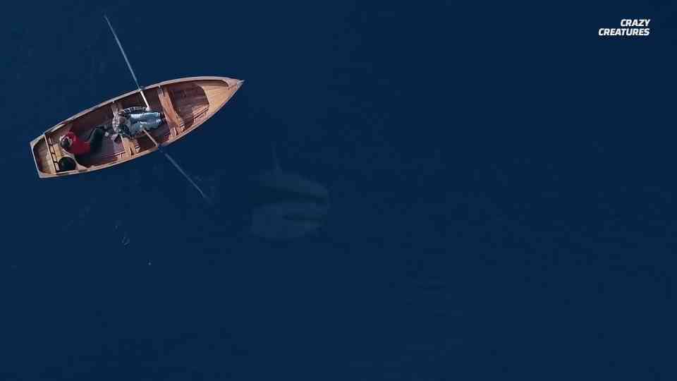 Deep sea predators built to kill in total darkness