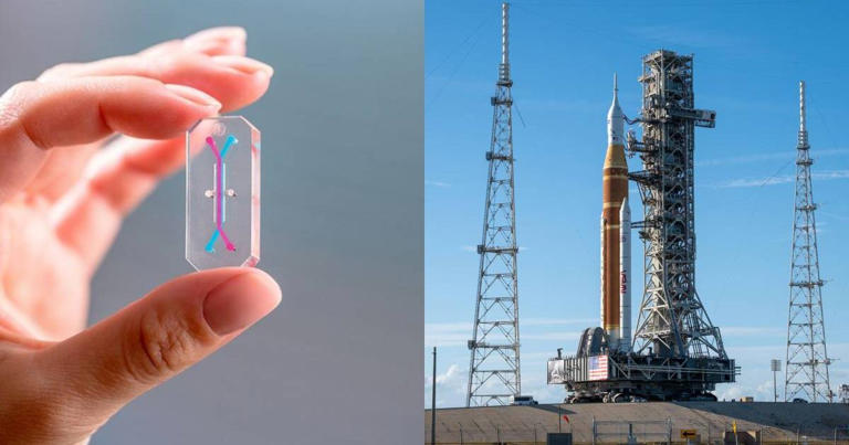 Artemis II mission will take bone marrow cells on thumb-drive-sized ...