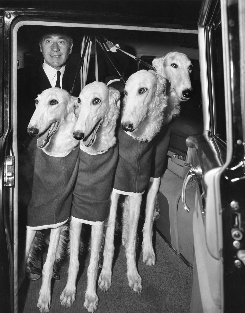 The Westminster Dog Show is turning 150. Here's what has — and hasn't ...