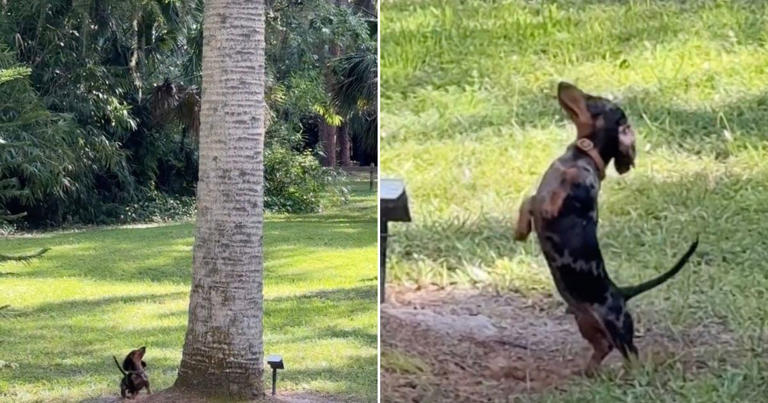 Video of tiny dog chasing squirrels up a tree melts hearts