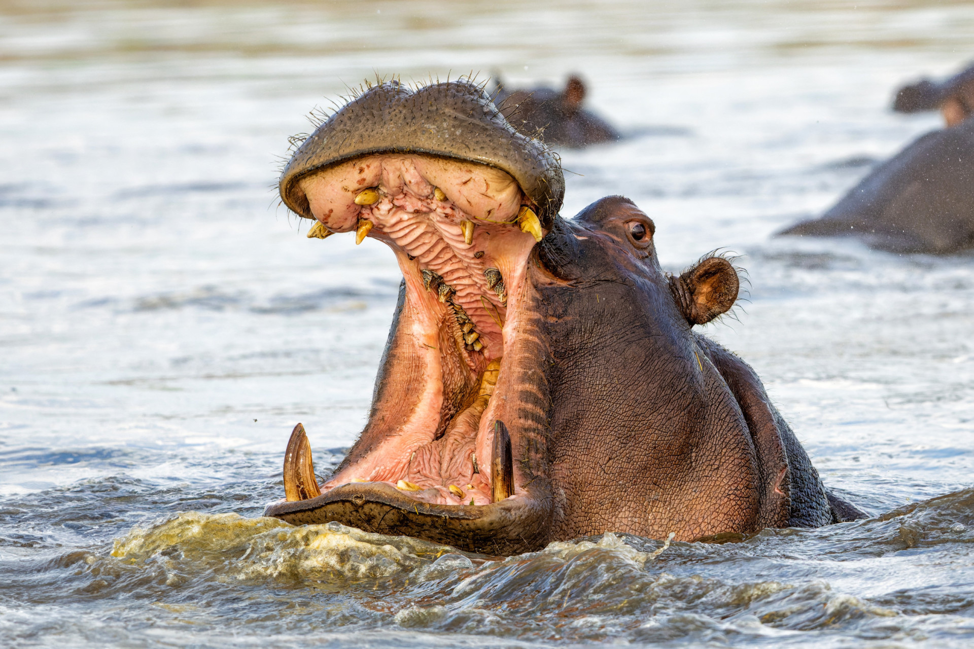Animals we tried to domesticate and failed
