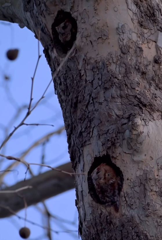 My favorite little screech owls: A week of watching