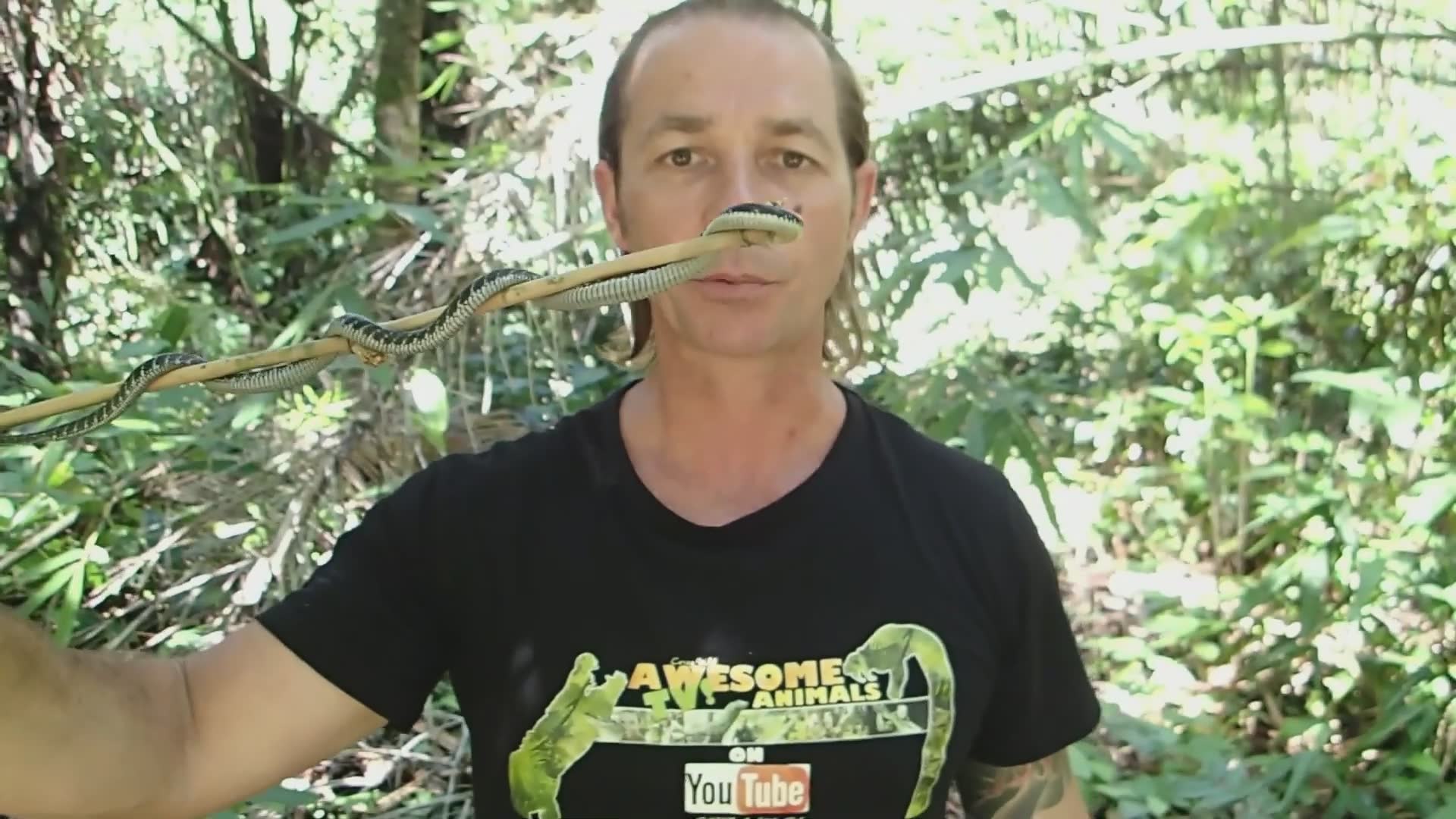 Professional handler's remarkable cobra experiences