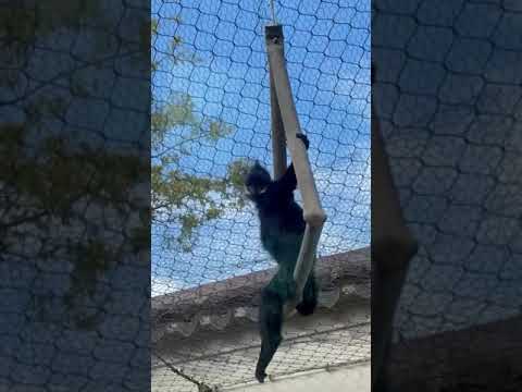 Sweet langur monkeys share their daily secrets for a happy life