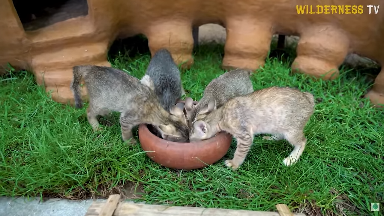 The scared rescue cats needed warmth fast, then the roof began to slip