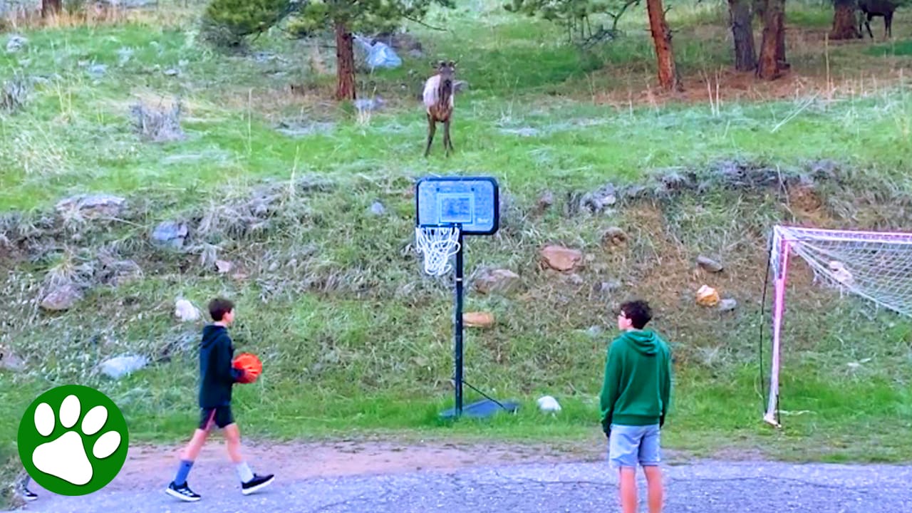 Wild elk plays soccer with kids in a magical moment