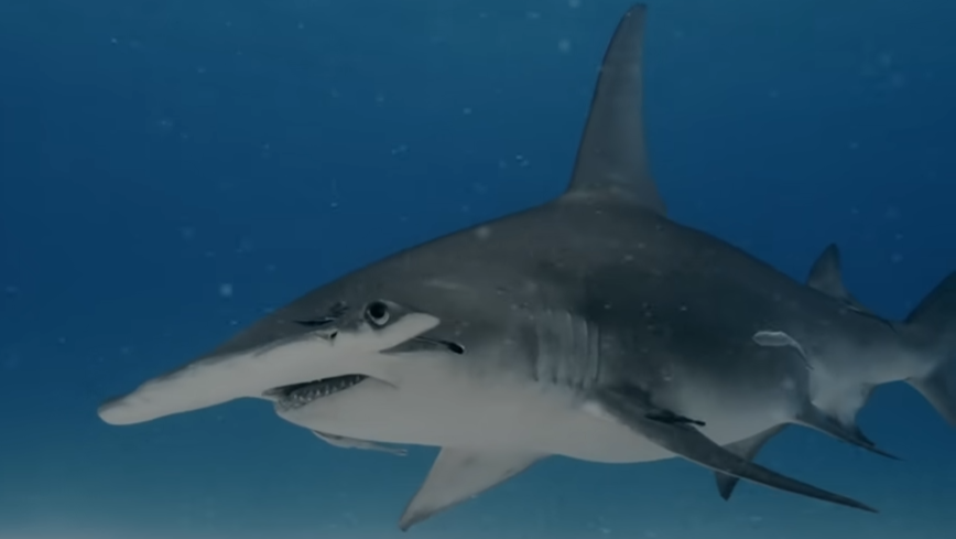 Hammerhead shark can find prey without seeing it