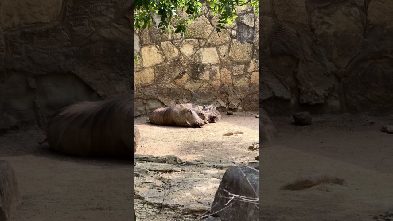 Observe a wild warthog resting in the warm mud