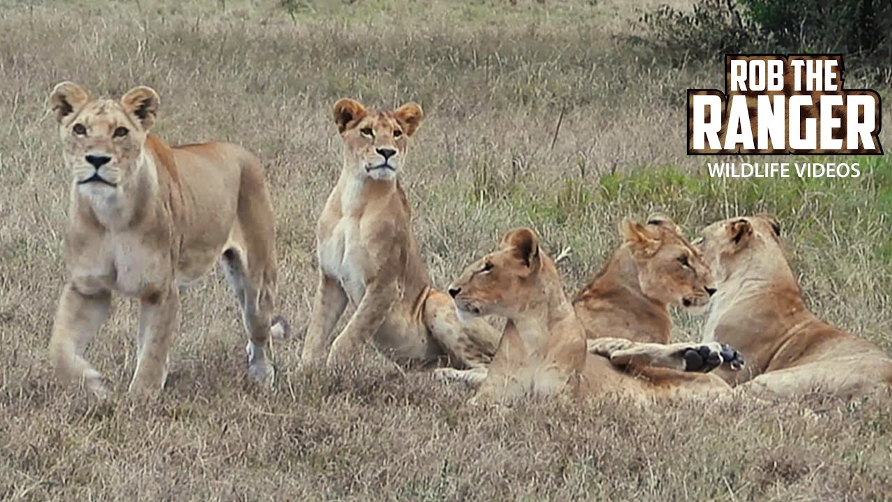 Leopard loses impala to lions during swift Mara hunt