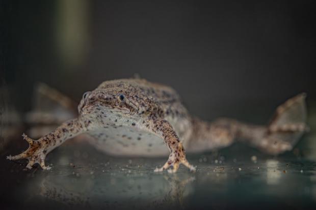 Alien-like toad with bizarre life cycle breeds at Chester Zoo
