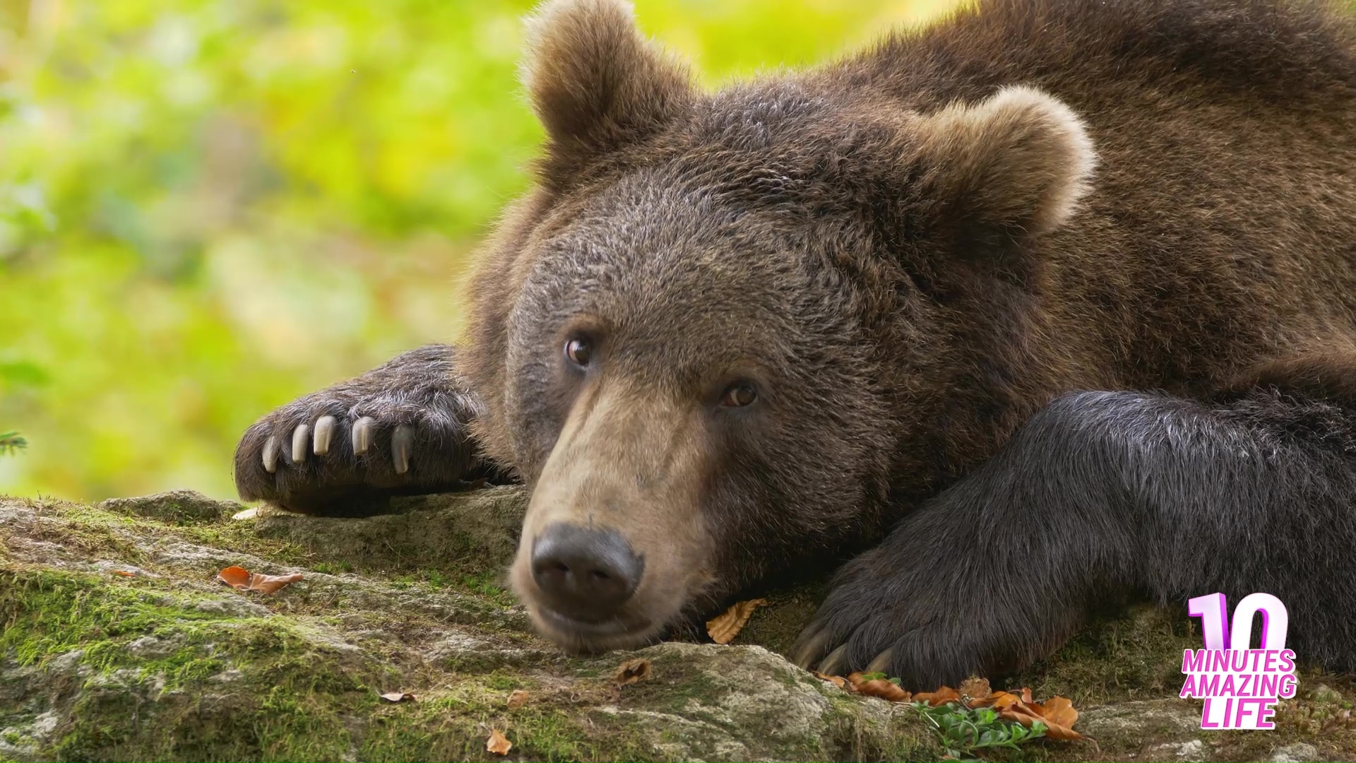 Brown bear rests while displaying long curved claws