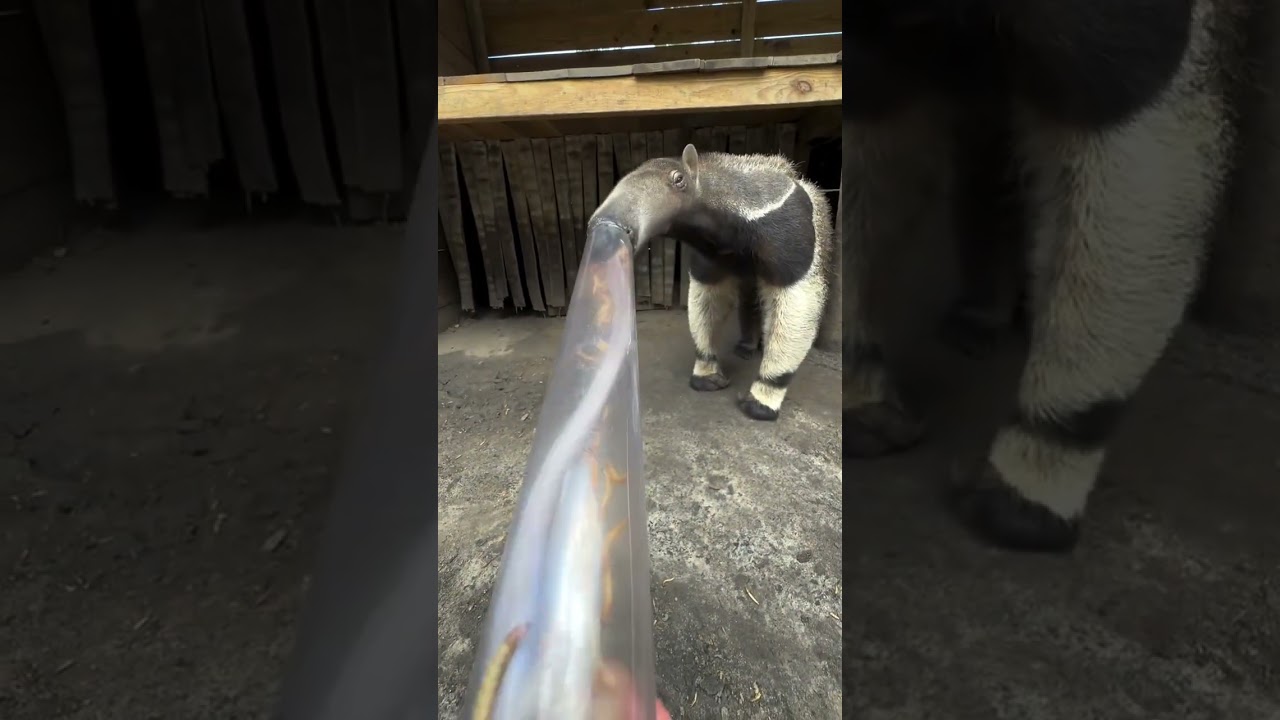 A giant anteater's tongue is nearly two feet long—see it in action