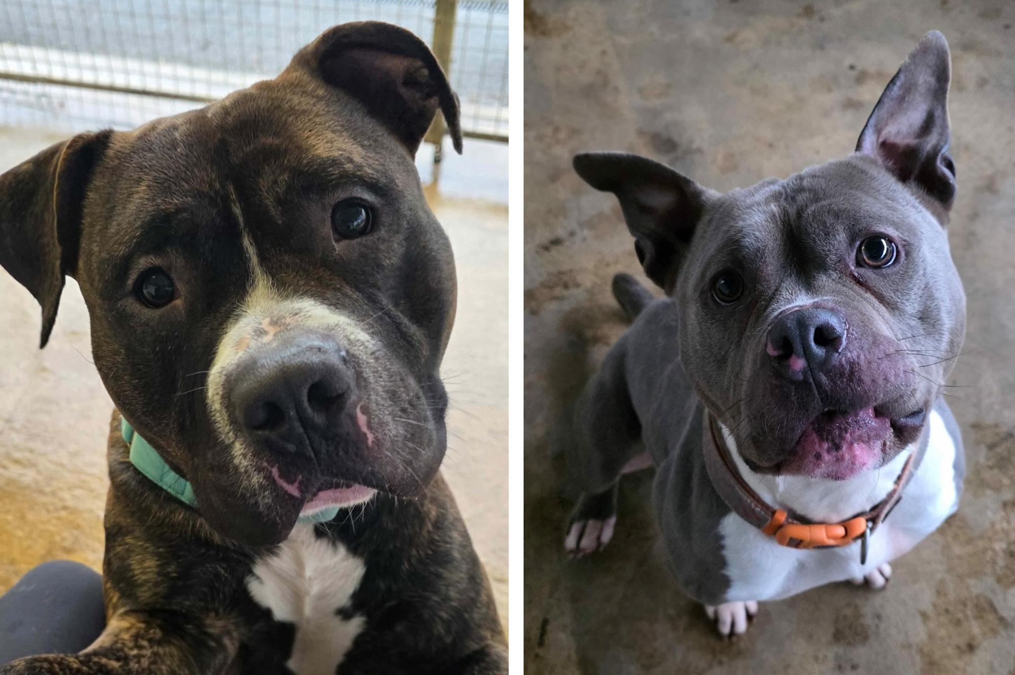 Take a look at six abandoned but adorable dogs looking for forever ...