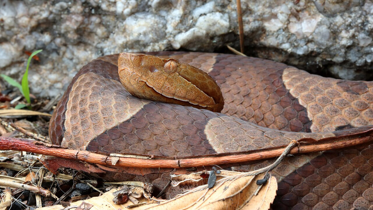 15 US states where copperheads are common but most people never notice