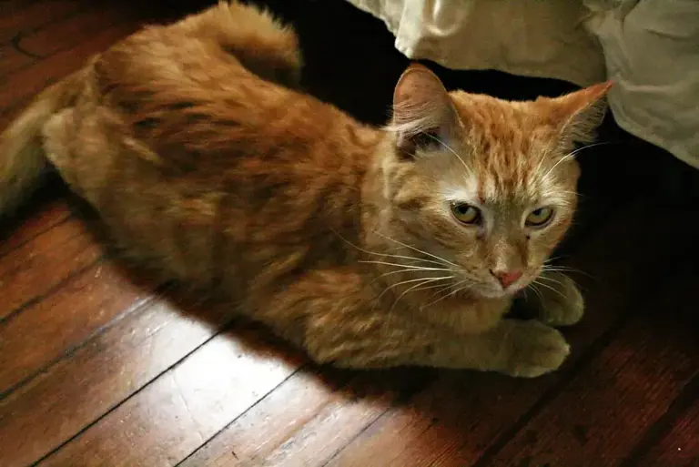 Everything you've been taught about 'fearless' dictators is wrong: 5 ...