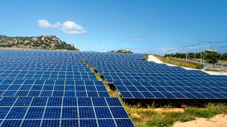 Solar farms turn into sanctuaries for rare plants like threecorner ...