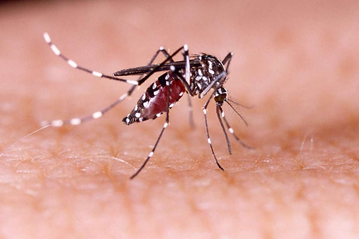 Se mantiene alerta amarilla en Rapa Nui por dengue: ya hay 15 casos ...