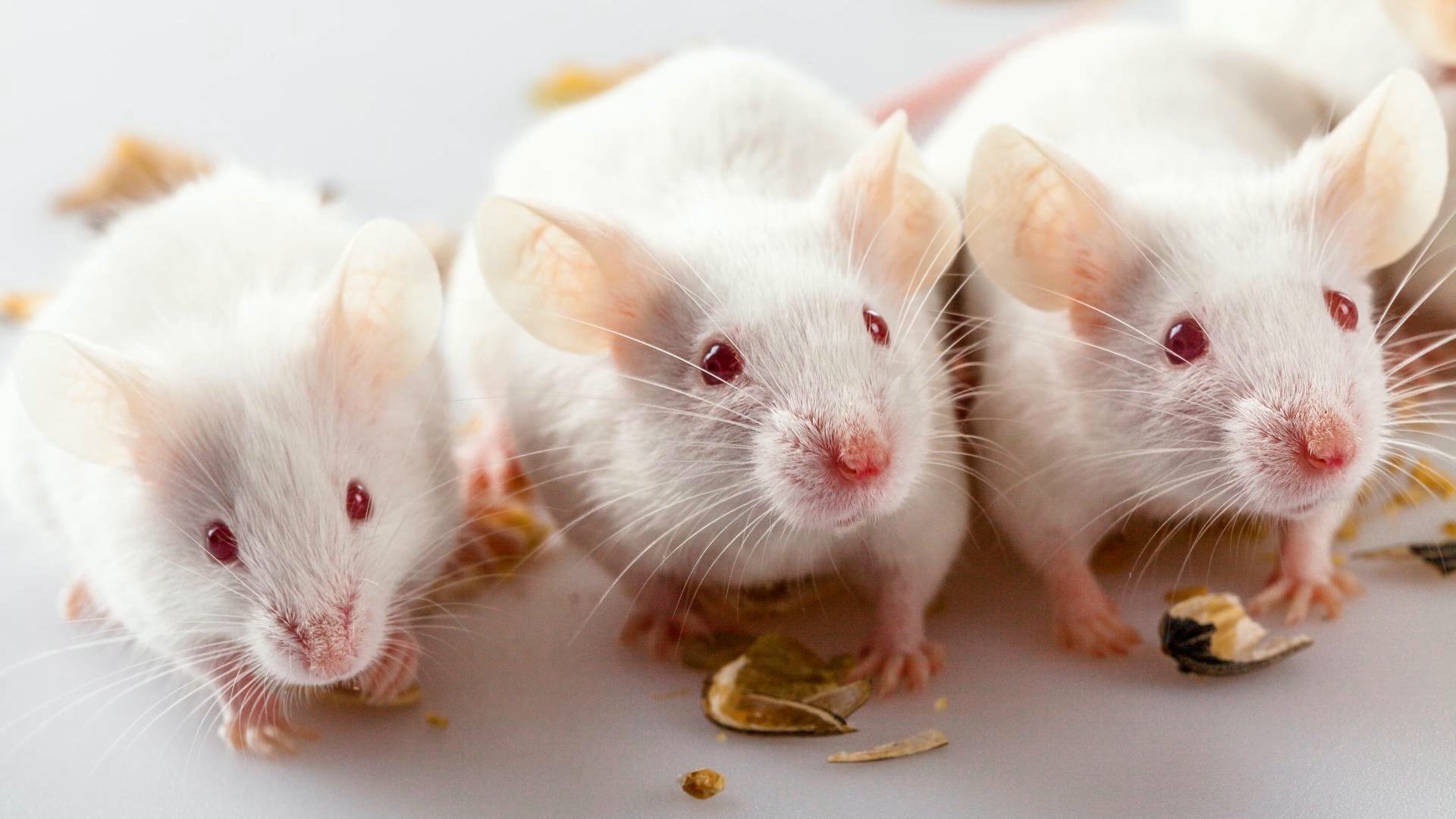 Des chercheurs espagnols guérissent le cancer du pancréas chez la souris