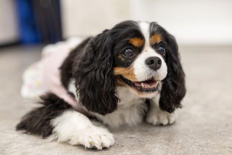 Vet shares autoimmune disease warning as 'catching it early is important'