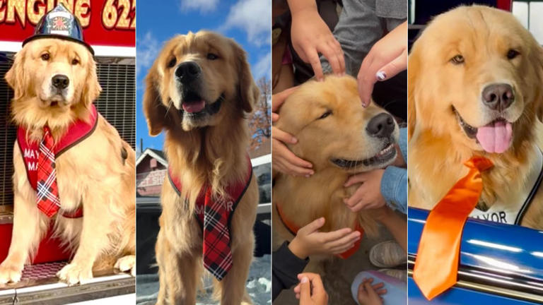 The dog mayor drawing tourists to Idyllwild