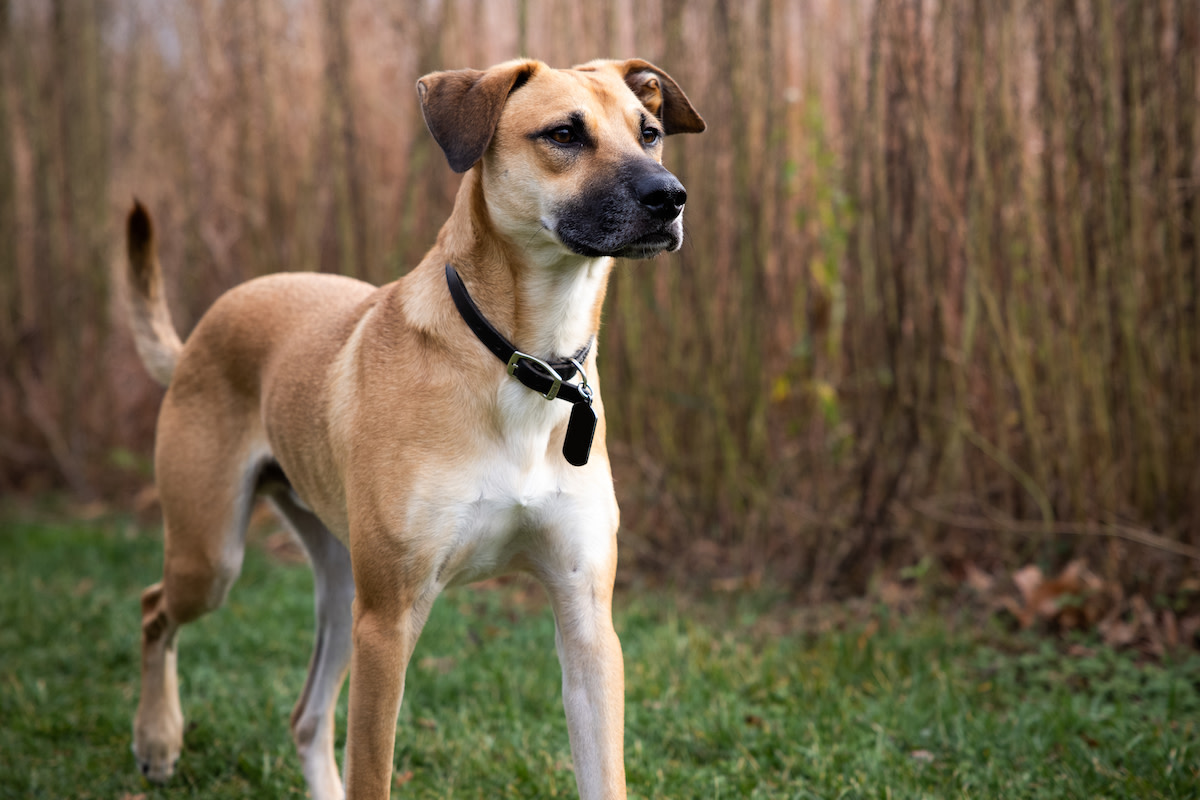 Watch Louie's heartwarming reaction when his foster mom adopts him forever