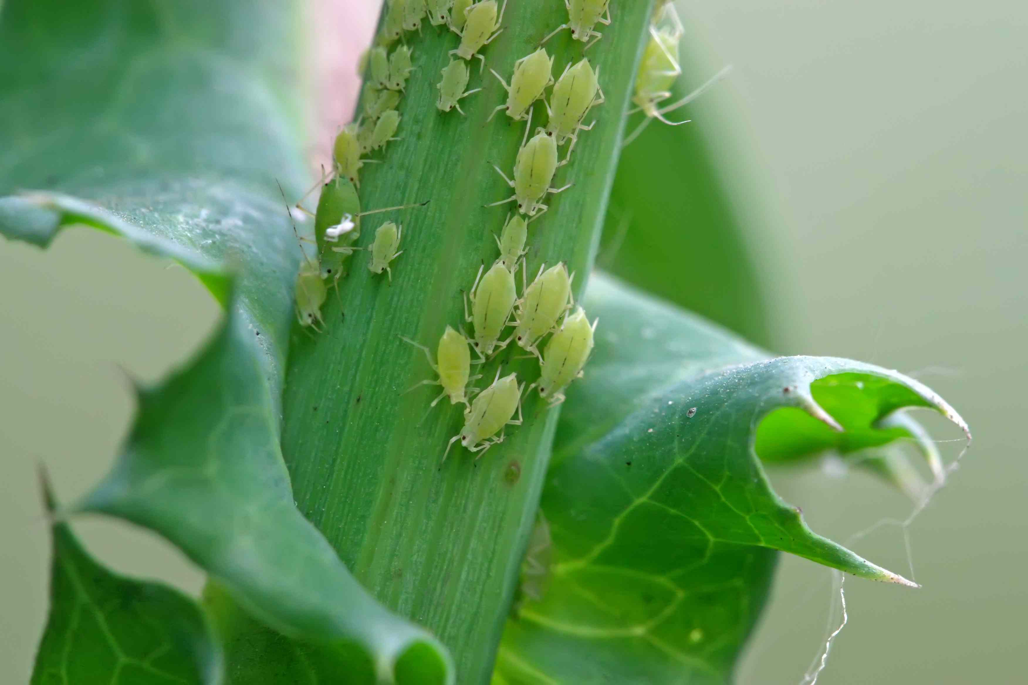 How to get rid of aphids on houseplants—before they take over everything