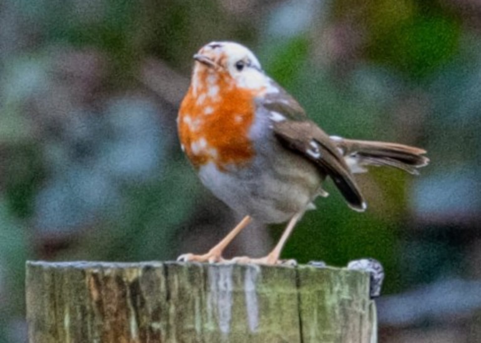 Northern Ireland bird watcher captures images of robin with rare ...