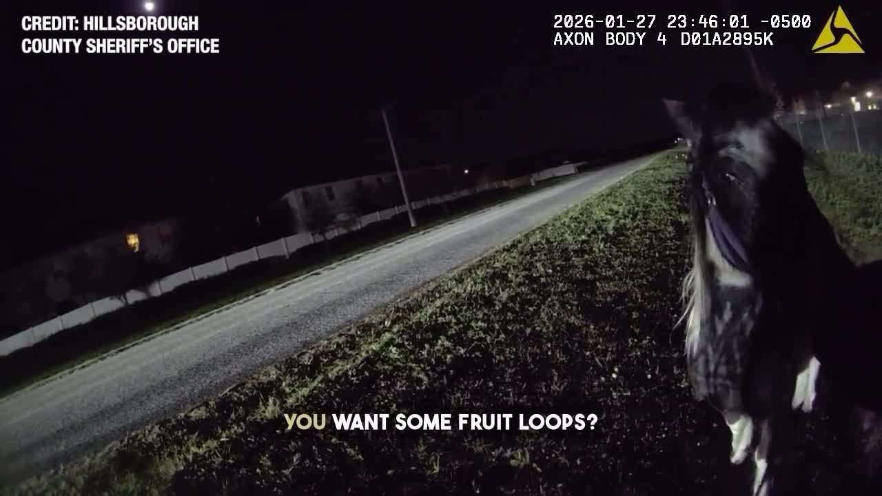 Watch: Hillsborough deputies give horse 'mane character moment' before ...