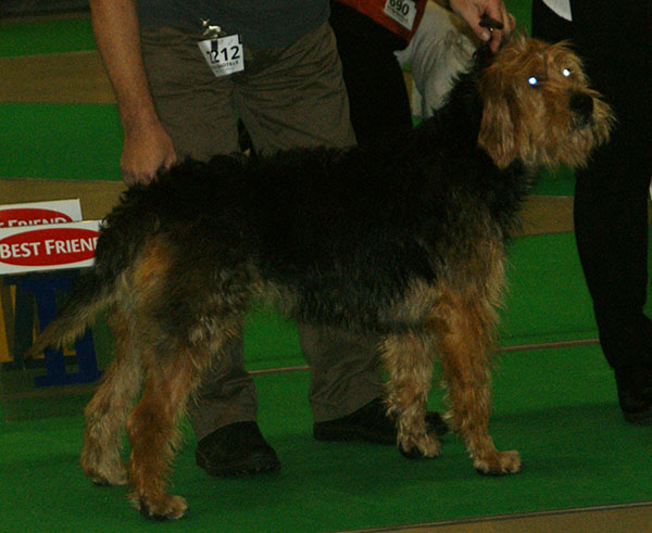 The 12 rarest dog breeds on the planet
