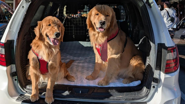 The dog mayor drawing tourists to Idyllwild