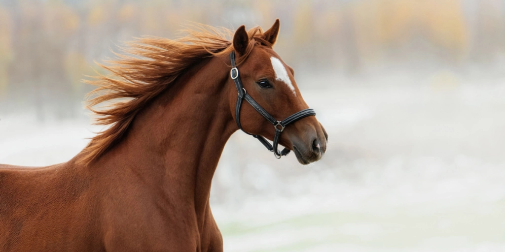 Russians attacking on horseback hit by drone – the horses survived